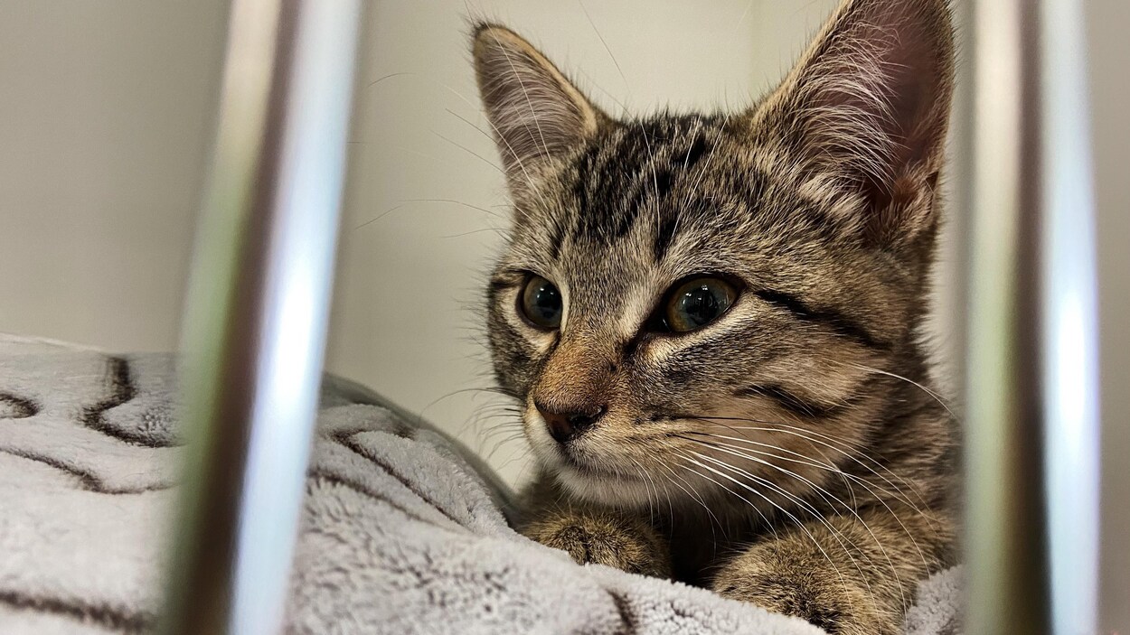 Au bord du gouffre financier, la SPCA de Miramichi pourrait fermer ses ...