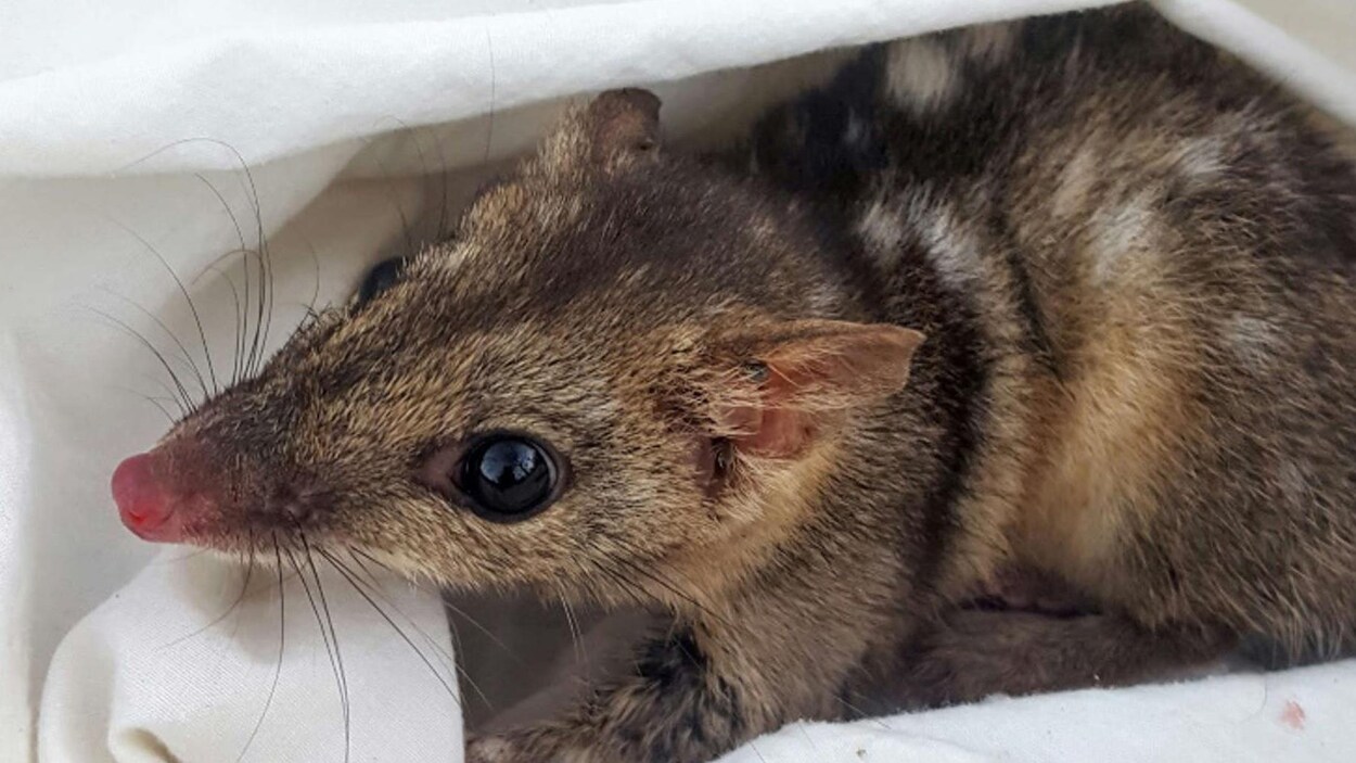 Se reproduire et mourir, l’énigme du chat marsupial du Nord | Radio-Canada