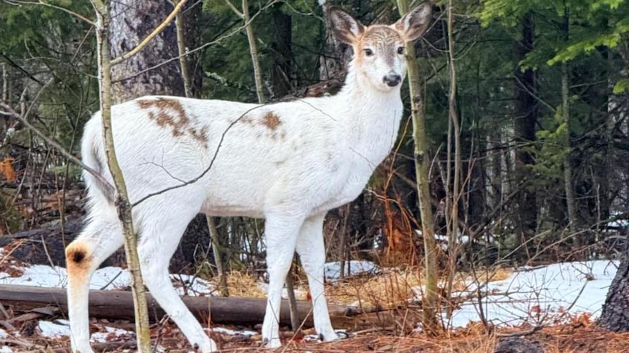 Un rare chevreuil blanc aperçu à Moncton | Radio-Canada