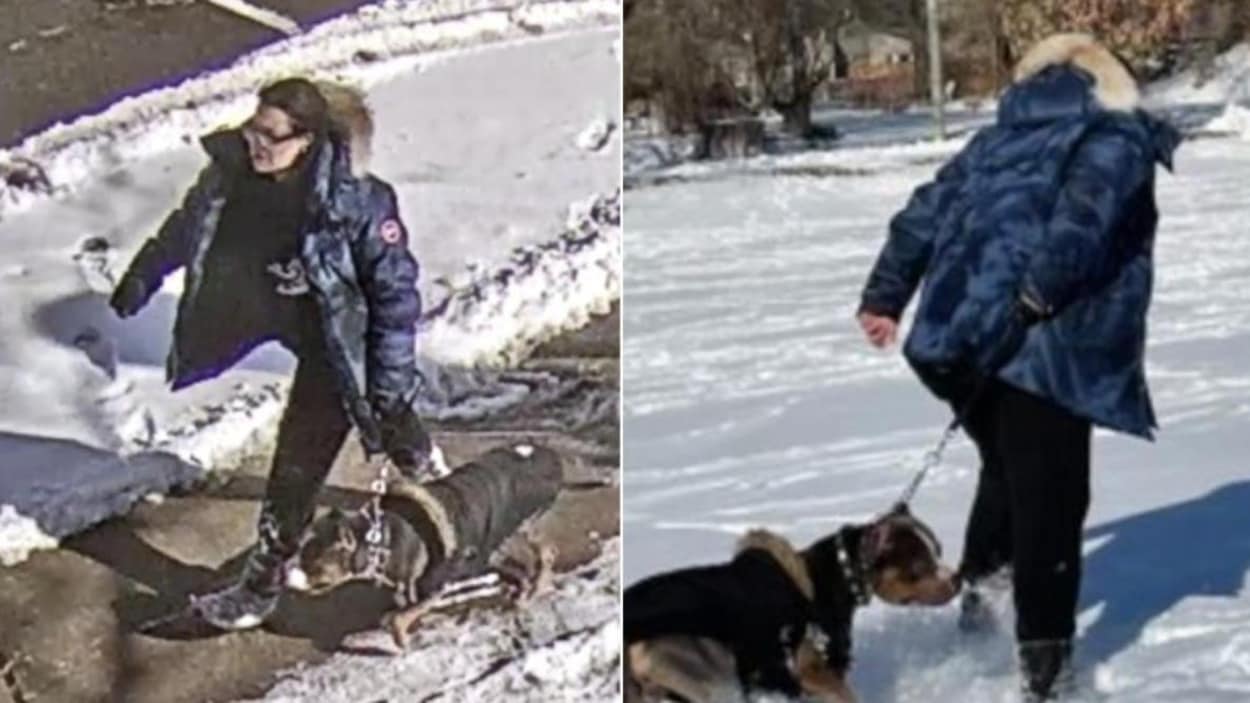 Une femme arrêtée en lien avec une attaque de chien à Toronto | Radio ...
