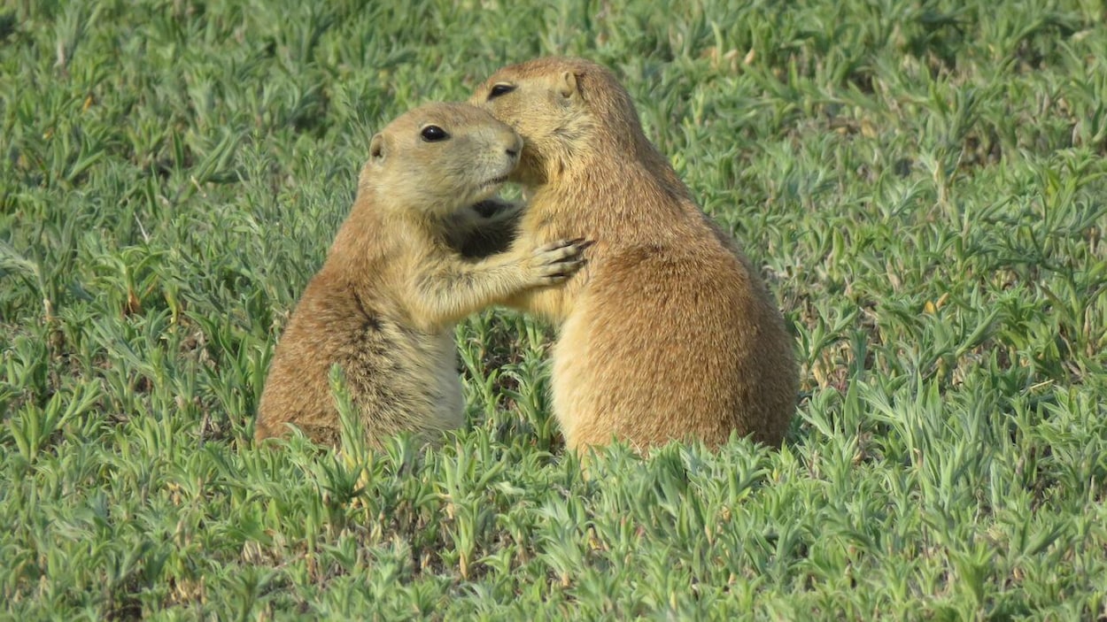 Le langage secret des animaux pourrait être décodé grâce aux chiens de ...