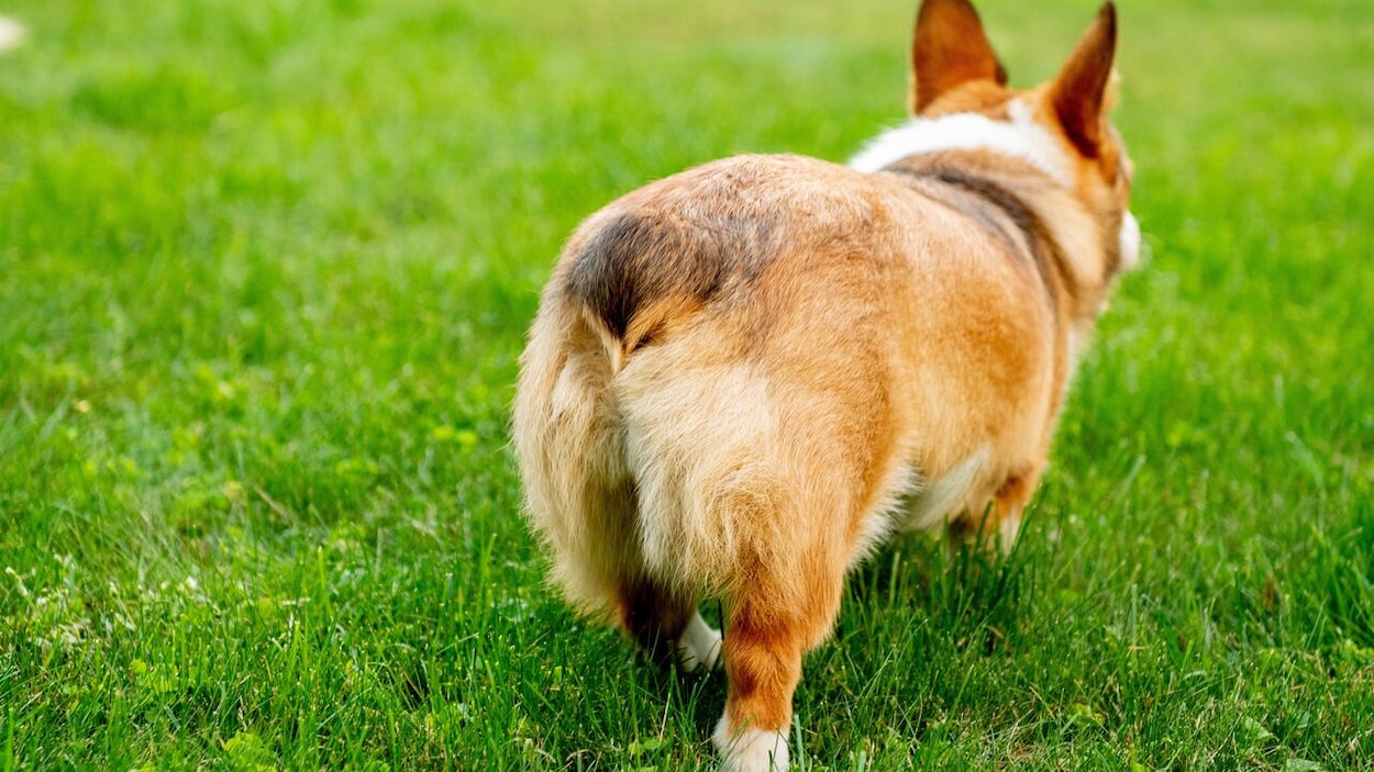 Les vétérinaires ne pourront plus couper la queue des chiens au ...