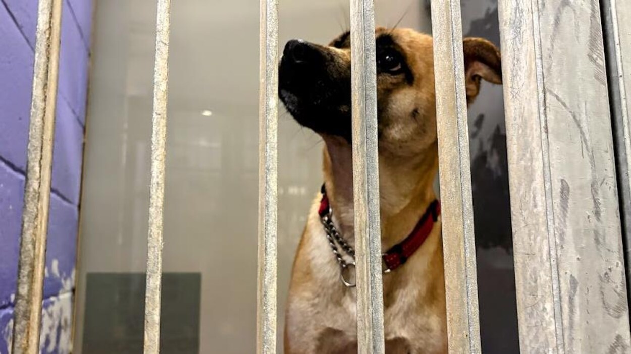 Prévenir l’abandon d’animaux : la SPCA Hamilton-Burlington rêve d’un ...