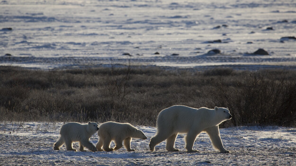 Les savoirs autochtones utiles pour mieux coexister avec les ours ...