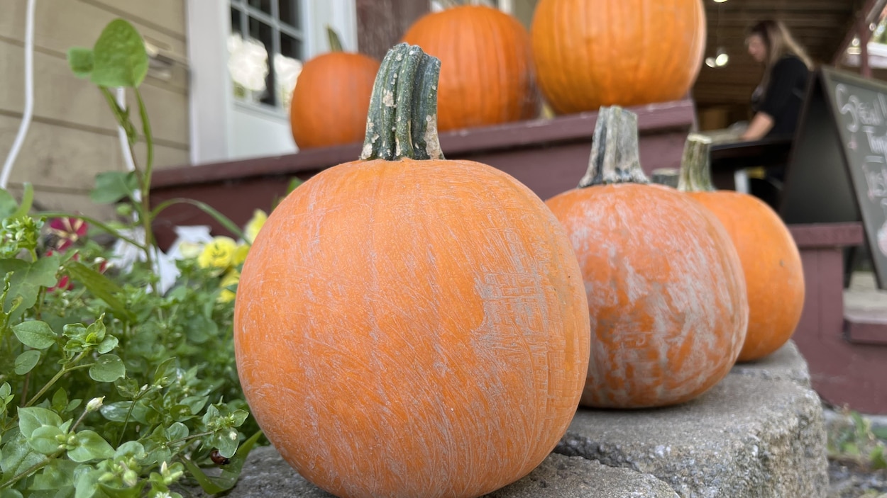 Le temps sec estival fait la vie dure aux cucurbitacées | Radio-Canada