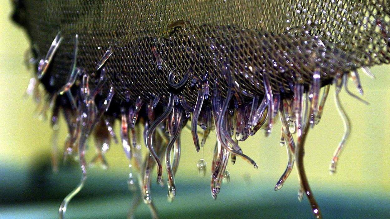 Pêches et Océans prépare des changements majeurs dans l’industrie de la ...