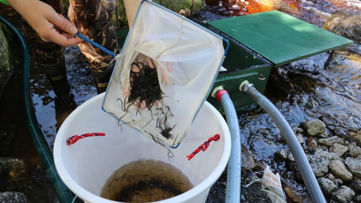 Une Néo-Brunswickoise poursuit des pêcheurs autochtones de civelles ...