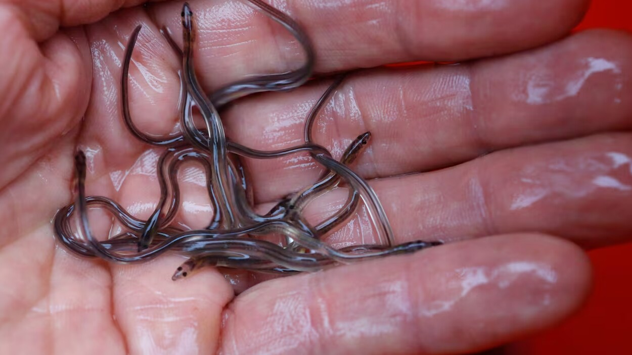 La pêche à la civelle va bientôt rouvrir avec de nouveaux règlements ...