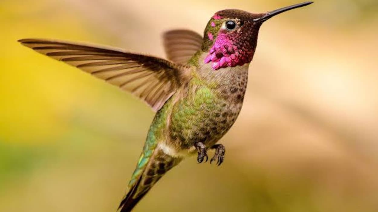 Le colibri d’Anna est couronné « meilleur oiseau » de Colombie ...