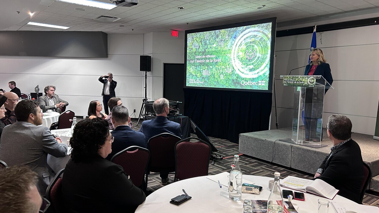 L’avenir de la forêt au cœur des discussions à Alma | Radio-Canada