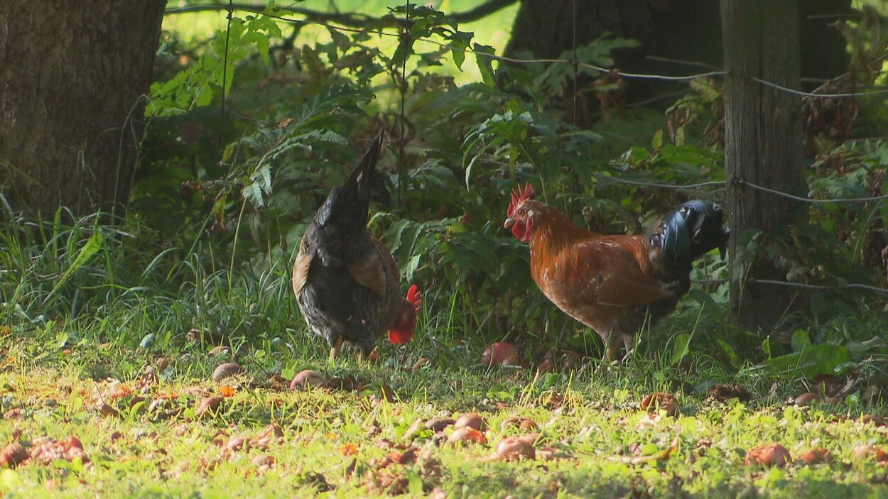 Des coqs sèment l’émoi dans un HLM de Saint-Boniface | Radio-Canada
