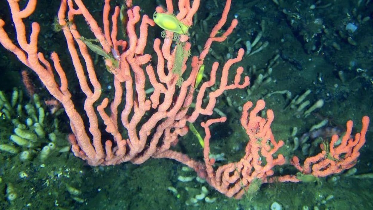 Le seul récif de corail vivant connu au Canada a été découvert au large ...
