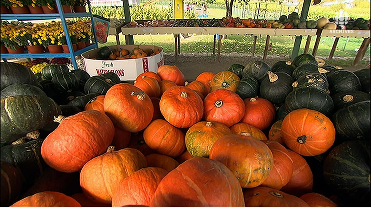 La courge, un aliment polyvalent de plus en plus apprécié | Radio-Canada.ca