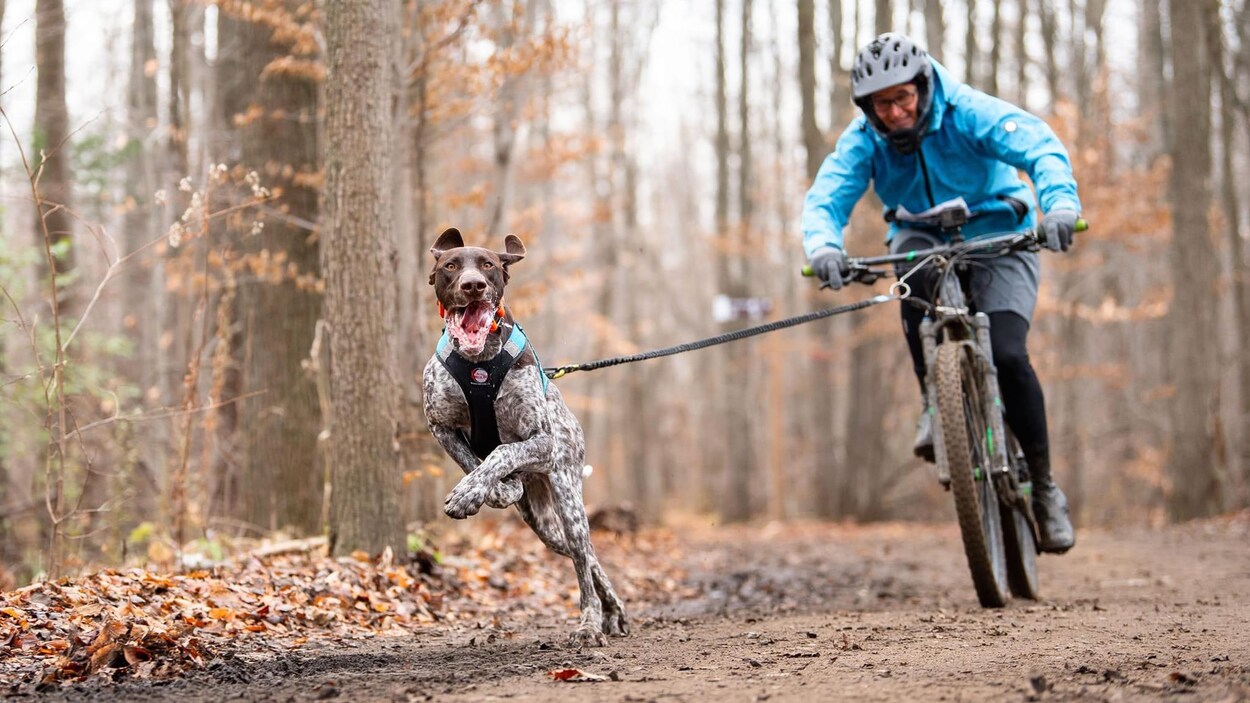 Près de 70 participants à une course de chiens attelés à Val-d’Or ...