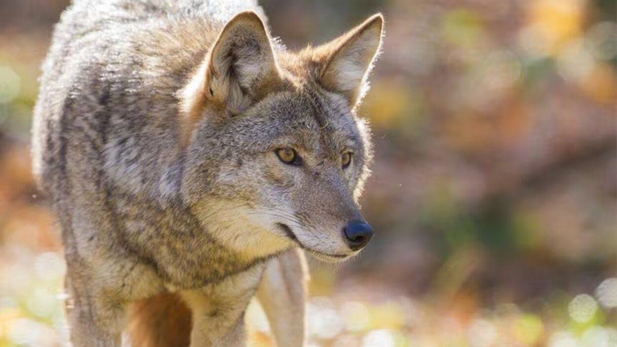 Des tests ADN sur des coyotes du parc de la Gaspésie | Radio-Canada