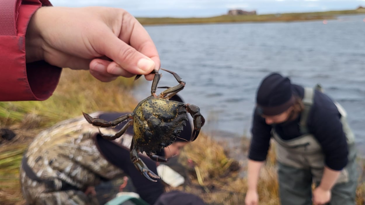 Le crabe vert, cet indésirable envahissant traqué au Québec | Radio-Canada