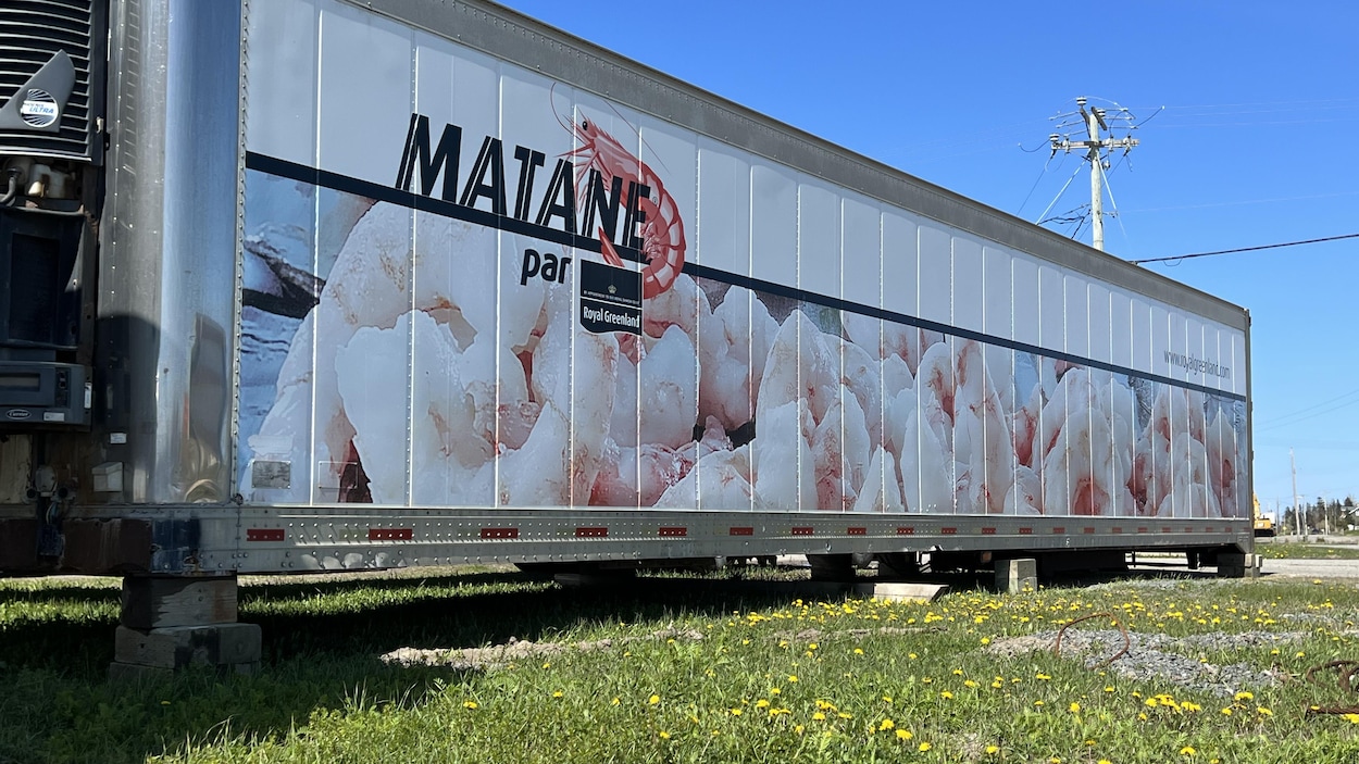 La crevette de Matane dans l’eau chaude | Radio-Canada