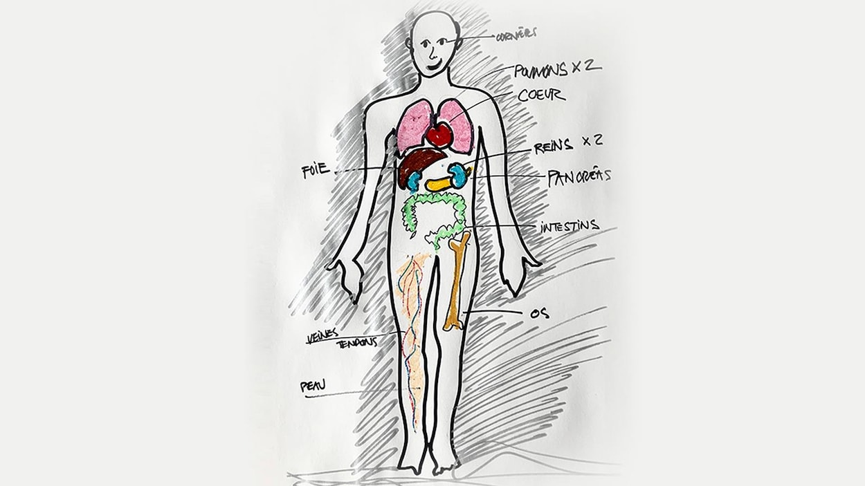 Dons d’organes : les ratés du système québécois | Radio-Canada