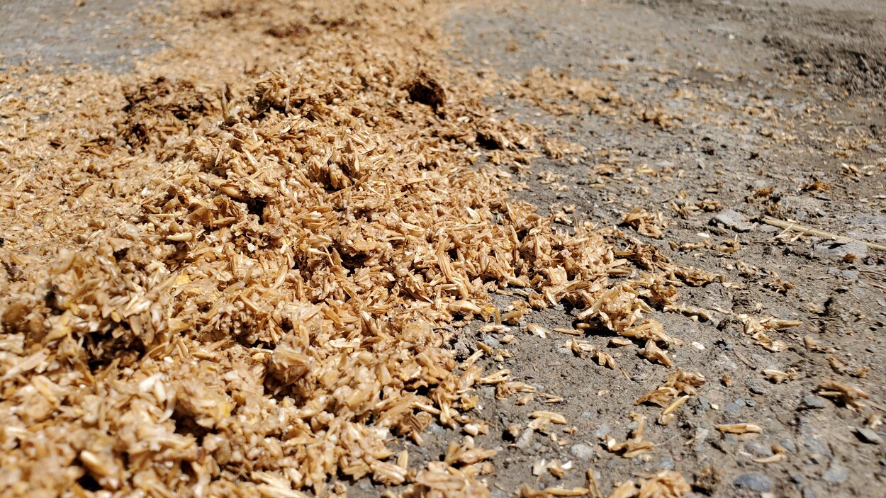 De la microbrasserie à la ferme : récupérer la drêche de l’Est-du ...