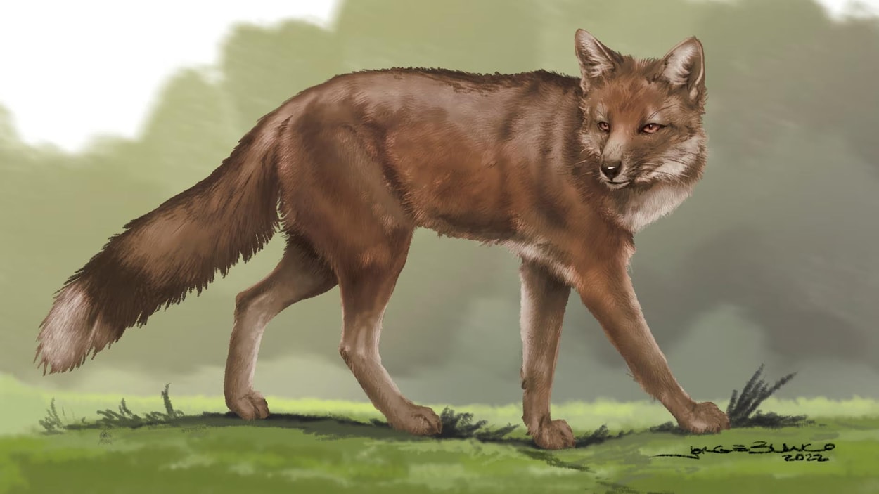 Le renard, un animal de compagnie depuis plus de 1500 ans? | Radio-Canada