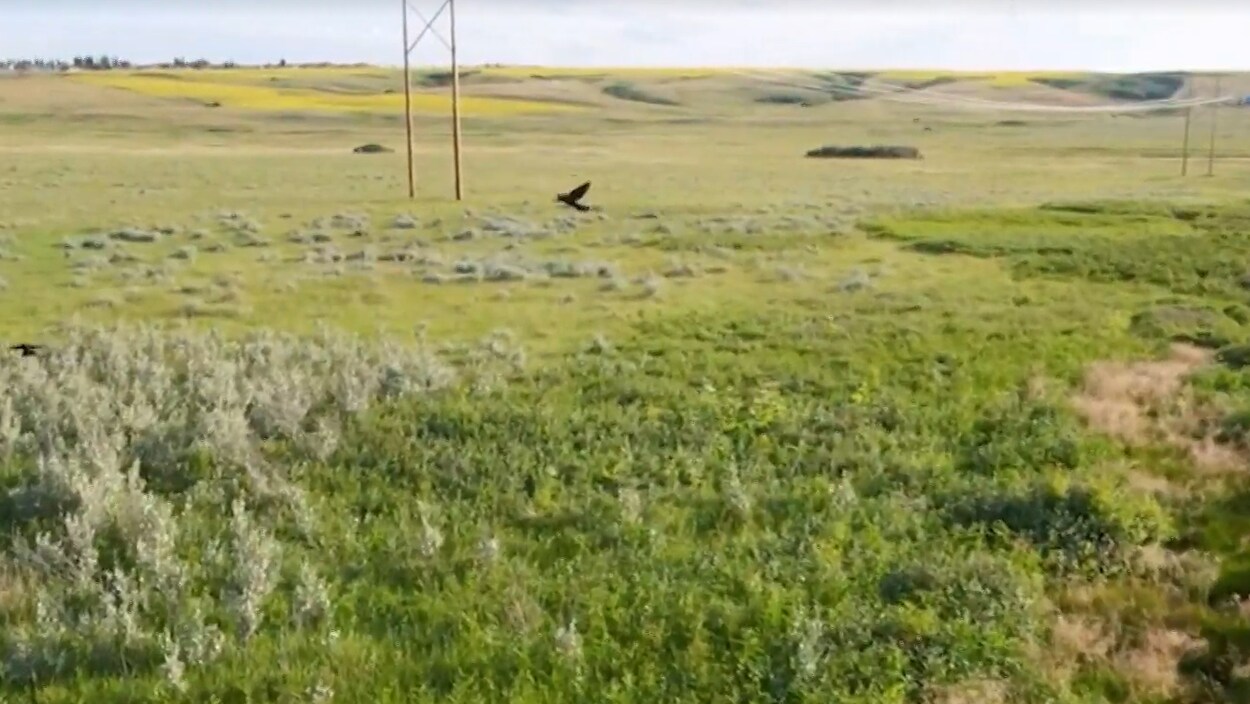 Des prairies menacées dans le sud-ouest de la Saskatchewan ...