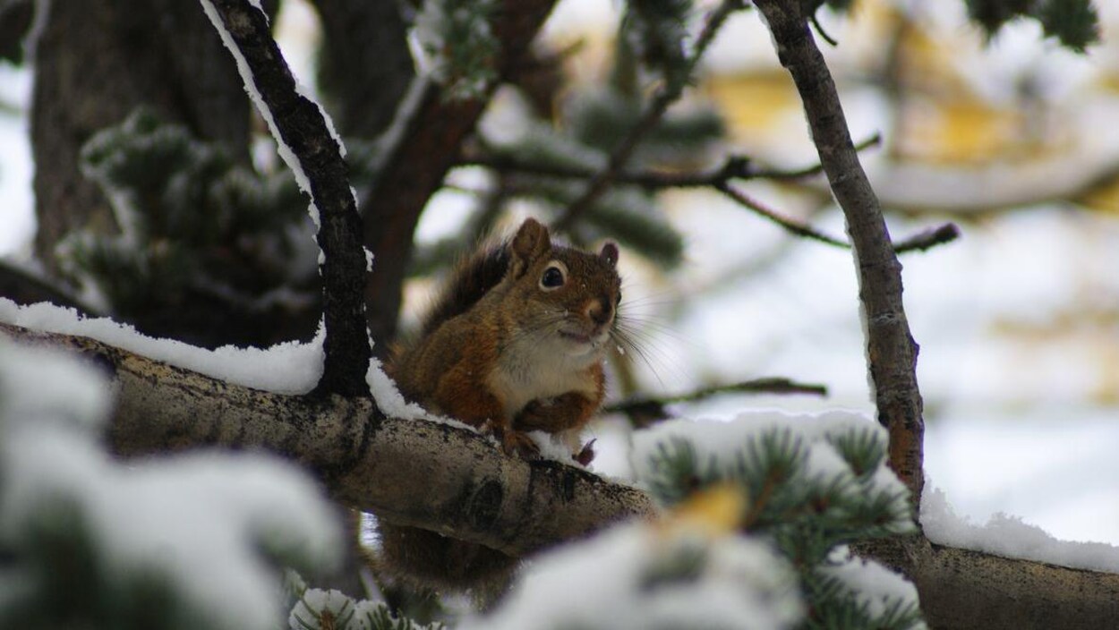 Ces écureuils roux qui lèguent un héritage aux générations futures ...