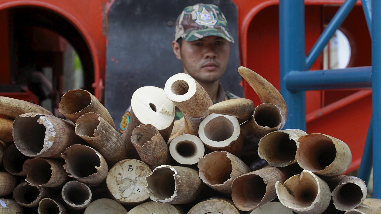 L’ADN de l’ivoire de défenses d’éléphants pour combattre le braconnage ...