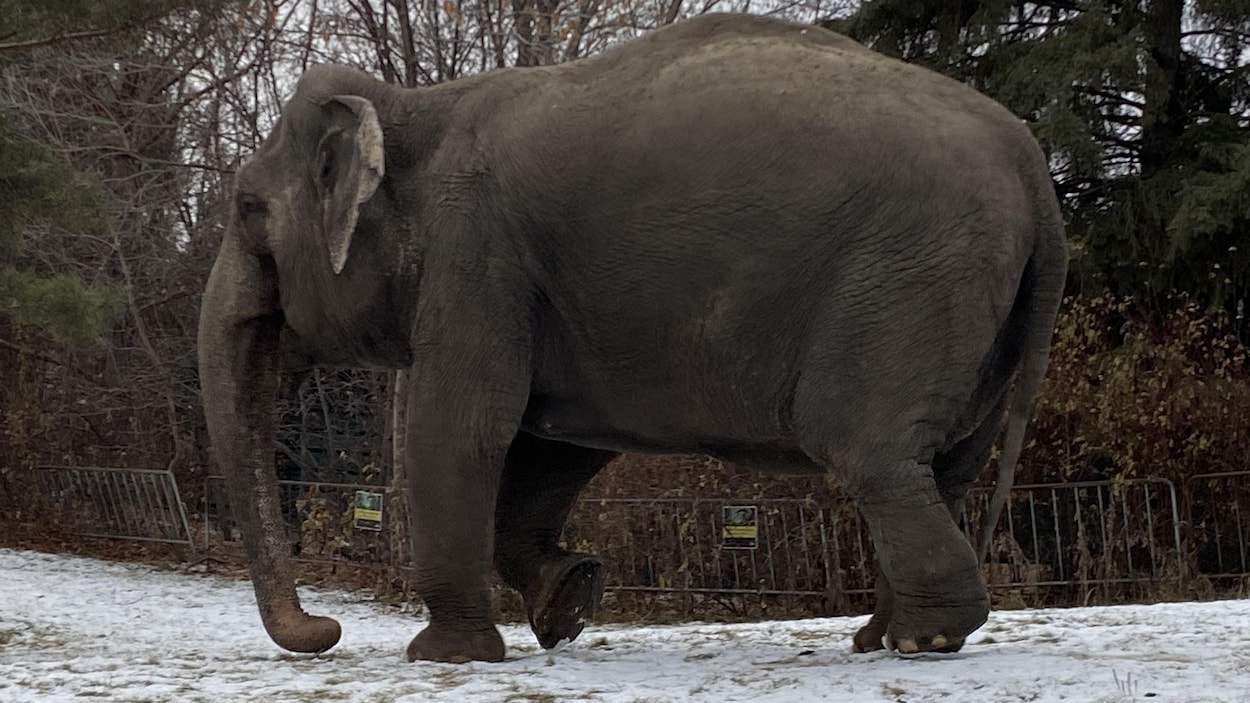 L’éléphante Lucy se porte bien au zoo d’Edmonton | Radio-Canada