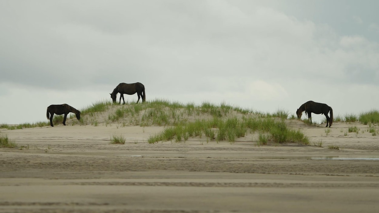 Visiter l’île de Sable et ne jamais vraiment en revenir | Radio-Canada.ca