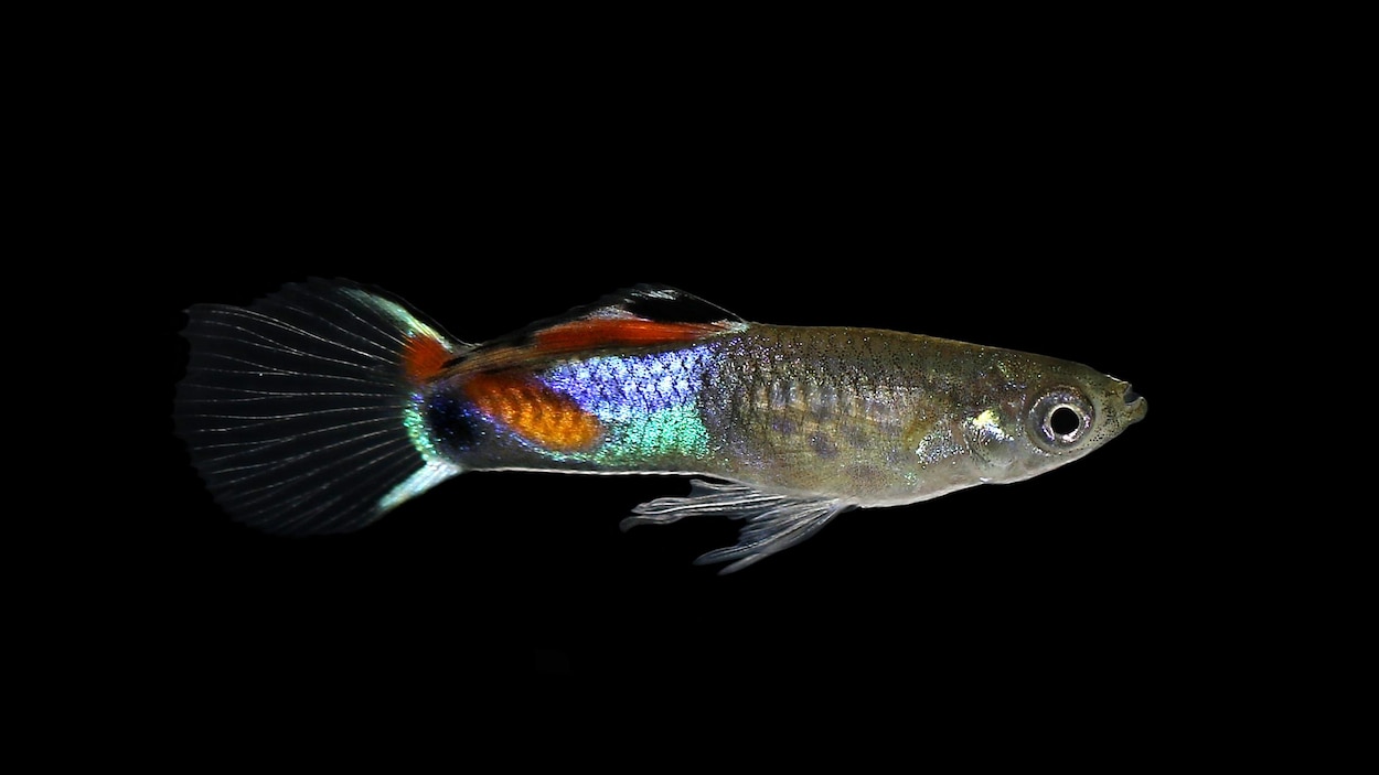La personnalité complexe du guppy | Radio-Canada.ca