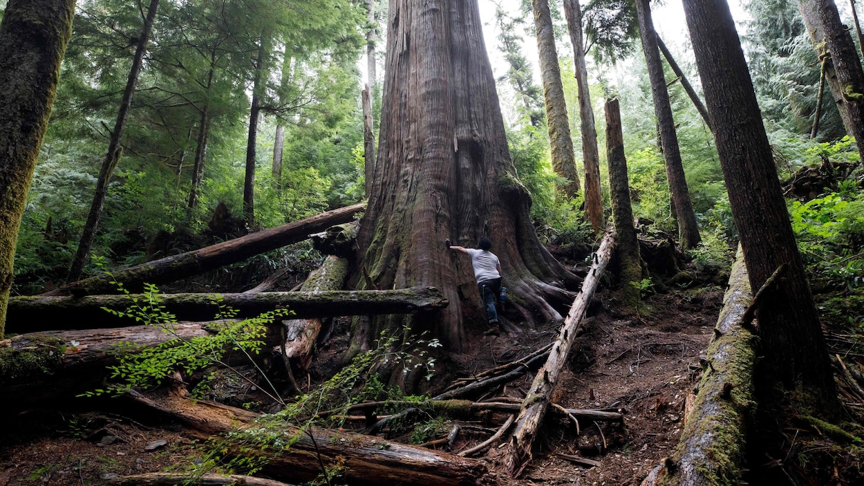 Il faut mieux protéger les forêts anciennes, réclame une commission de ...
