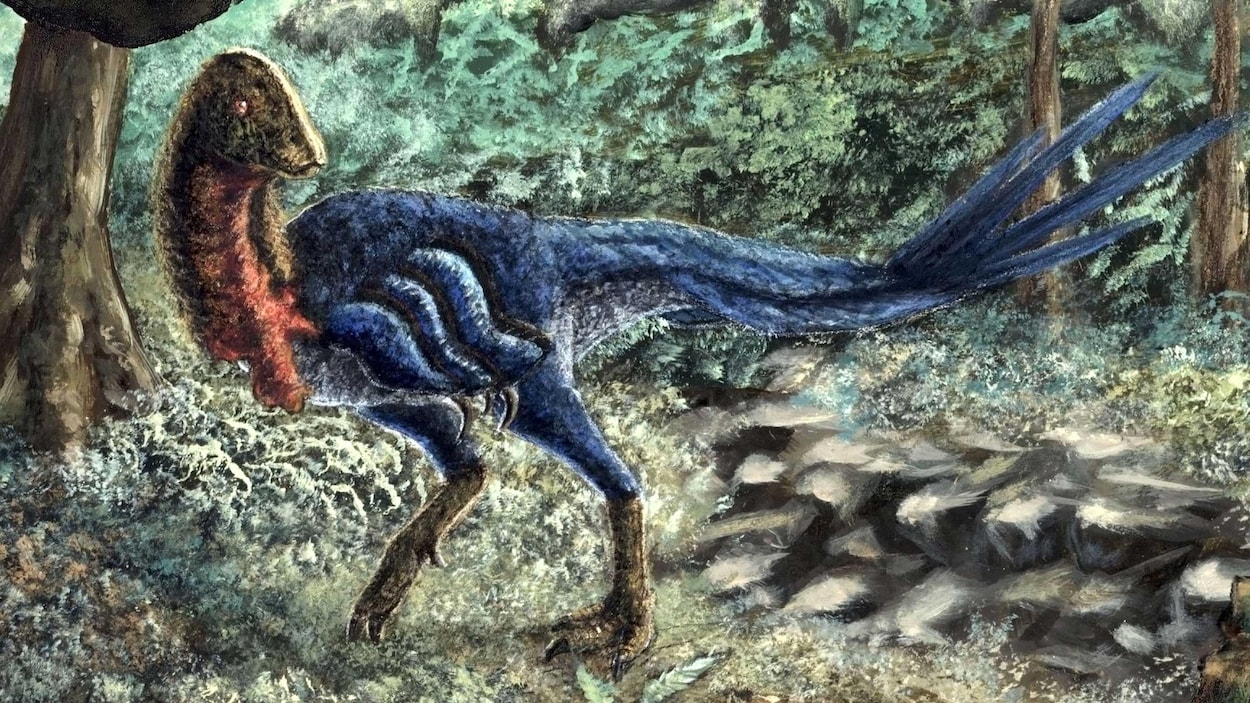 Voici Eoneophron infernalis, le « poulet » de l’enfer! | Radio-Canada