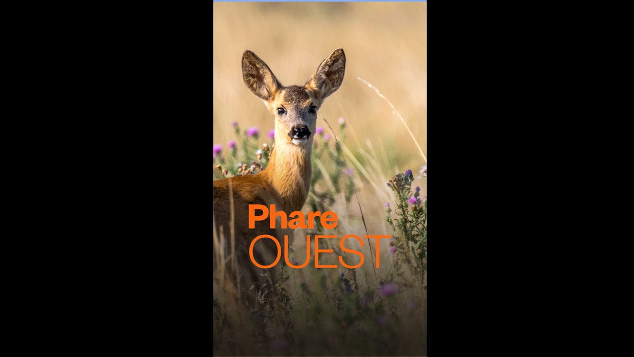 Qu'est-ce que la maladie du cerf zombie? | Radio-Canada