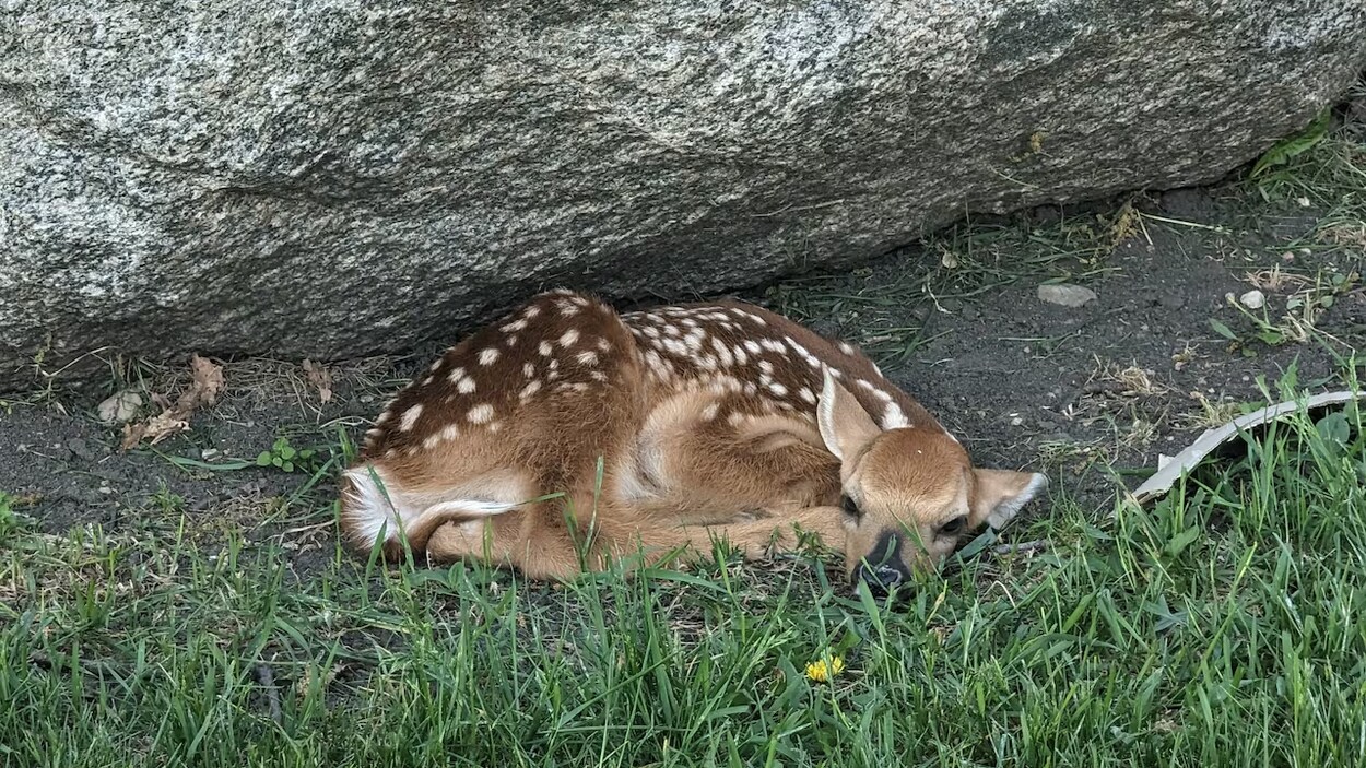 Un faon retrouvé sur le terrain d’une école de Winnipeg | Radio-Canada