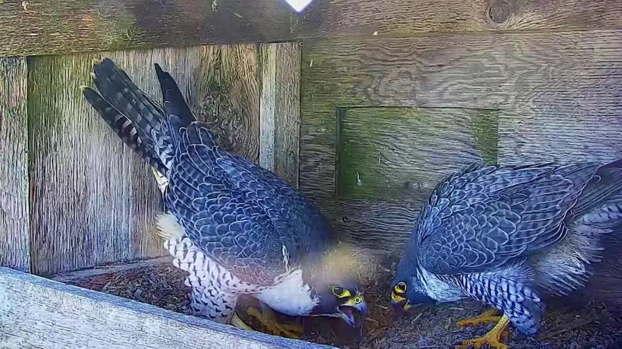 Une caméra filme les moindres faits et gestes d’un couple de faucons ...