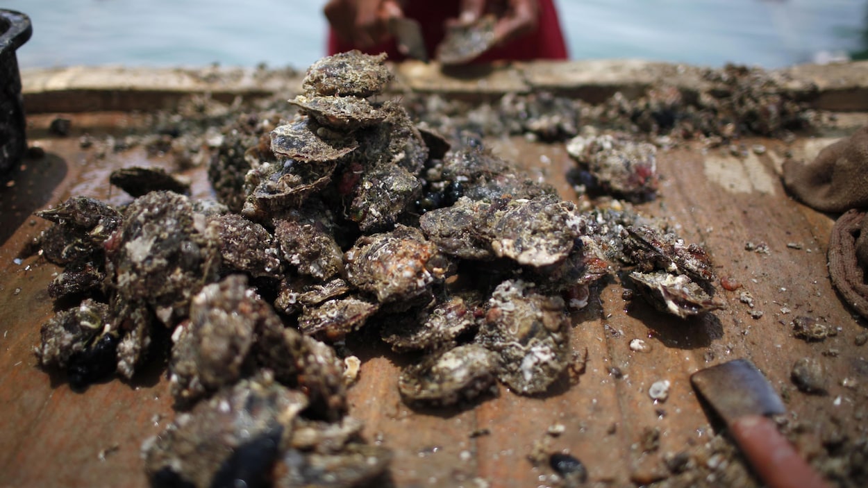 Il y aura une ferme d’huîtres dans le port d’Antigonish | Radio-Canada
