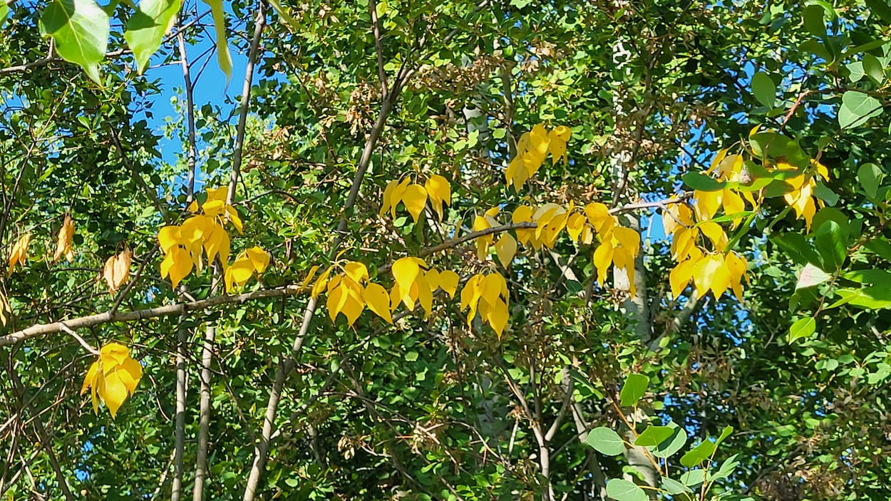 Chute des feuilles d’arbre dès juillet : « un signe de stress » | Radio ...