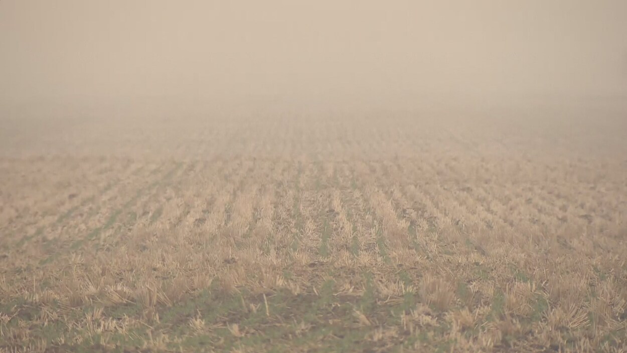 La fumée des feux de l’Alberta pourrait mettre les récoltes en danger ...