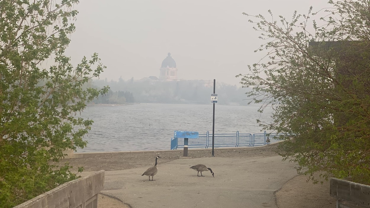 Quel impact la fumée des feux de forêt peut-elle avoir sur les enfants ...