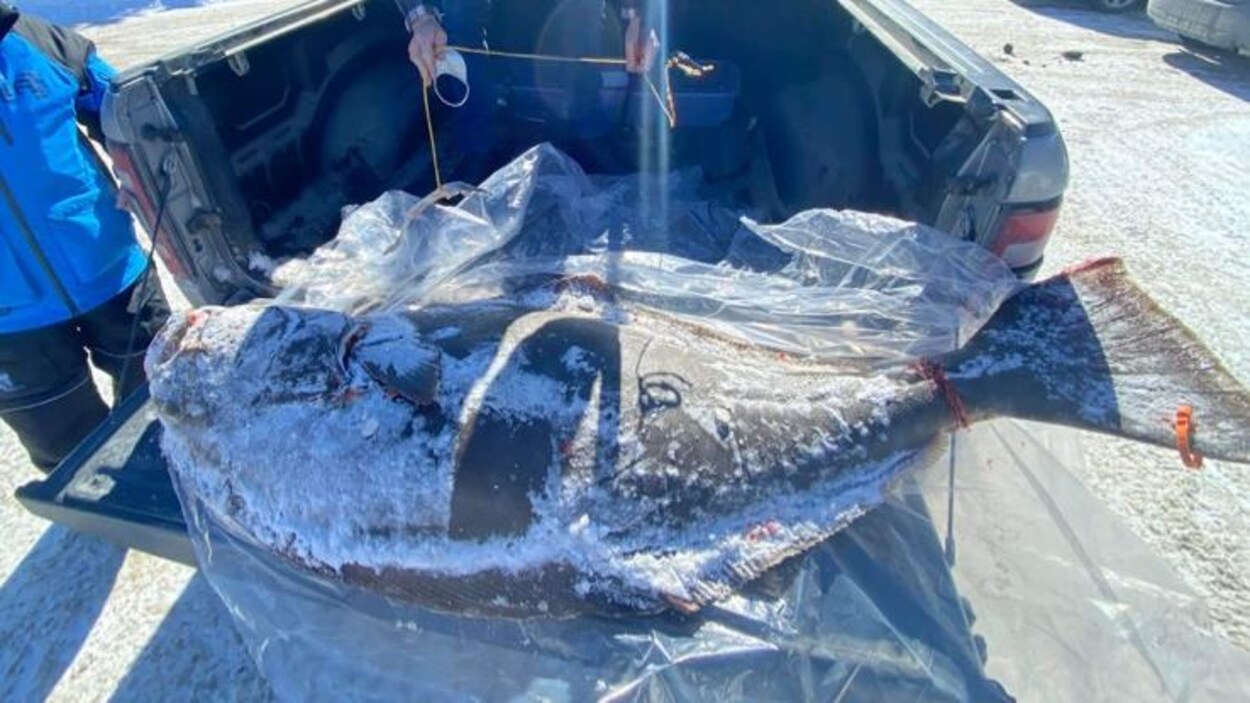 Les pêcheurs de flétan se multiplient dans le fjord du Saguenay | Radio ...
