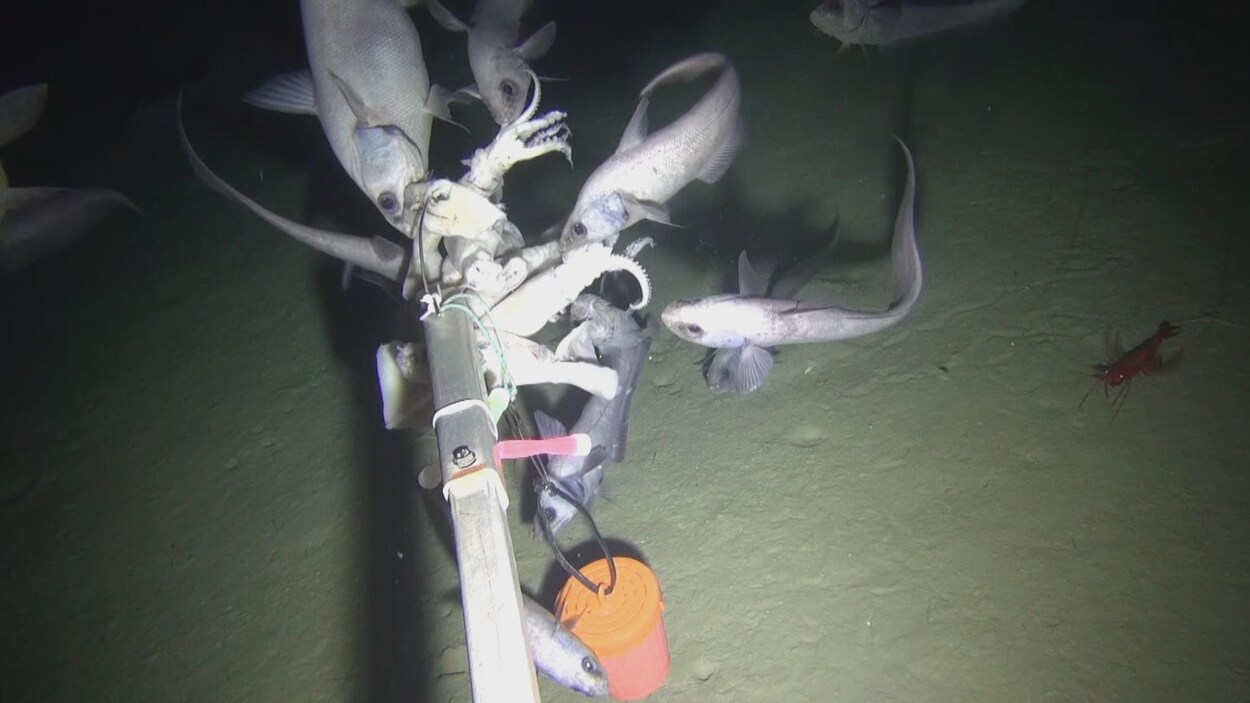 À la rencontre des fonds marins du Labrador | Radio-Canada.ca