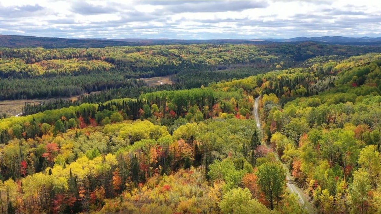 Les consultations sur l’avenir de la forêt sont lancées au Québec ...