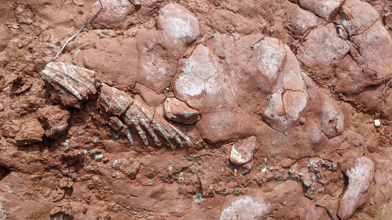 Un très vieux fossile découvert à l’Île-du-Prince-Édouard | MAJ | Radio ...