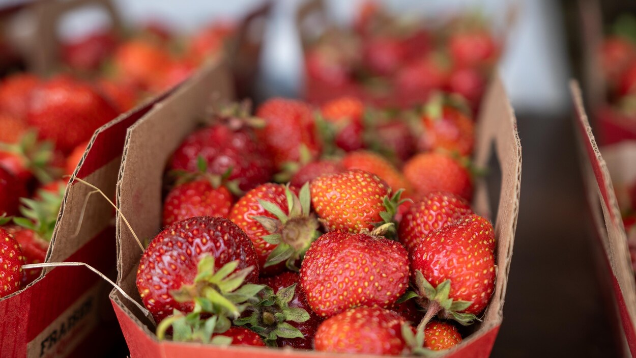 Le printemps froid n’est pas venu à bout du début de la saison des ...