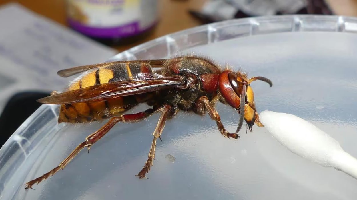 Les frelons aperçus à Ottawa ne sont pas meurtriers, selon les experts ...