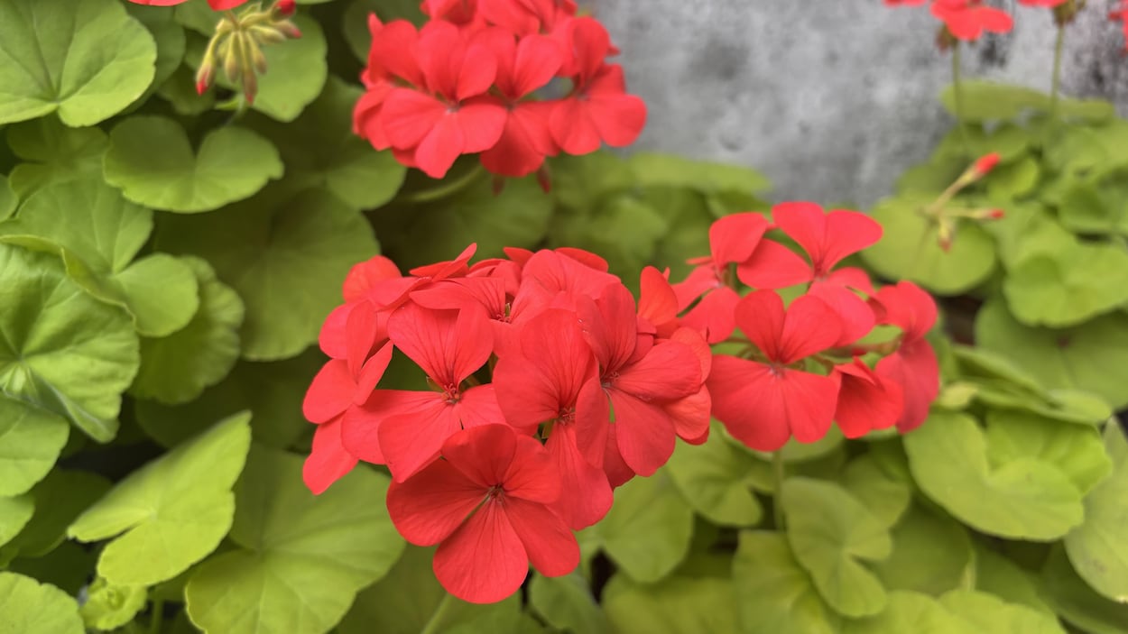 Une nouvelle variété de géraniums développée à Louiseville | Radio-Canada