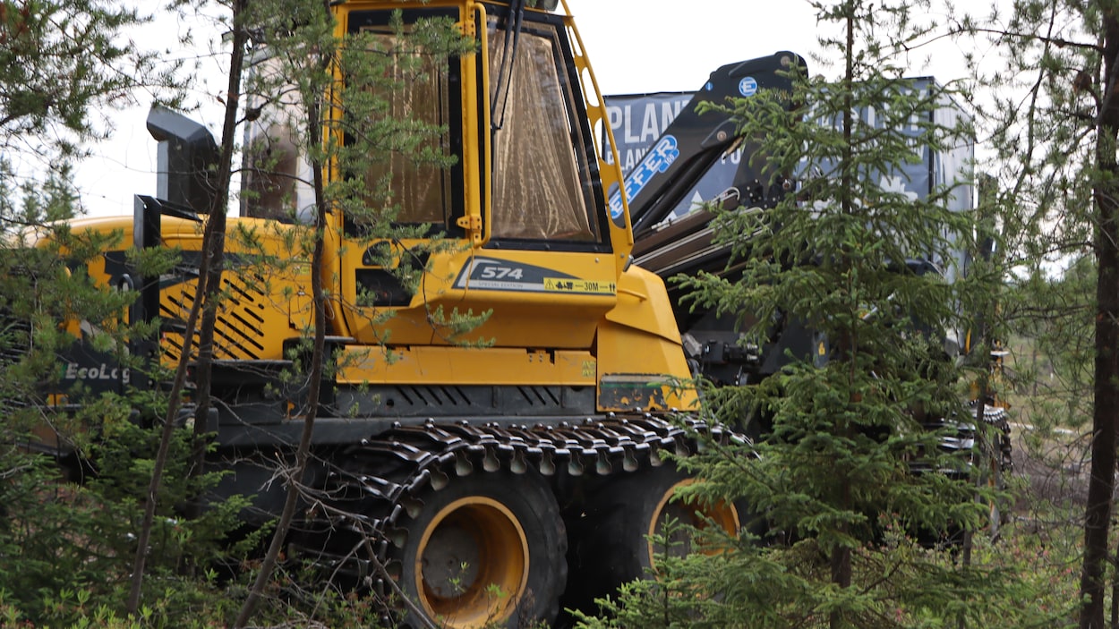 La MRC Abitibi souhaite gérer une plus grande part de sa forêt | Radio ...