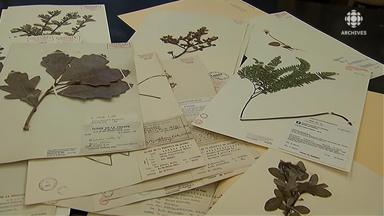 Les herbiers, de précieux témoins de notre flore | Radio-Canada