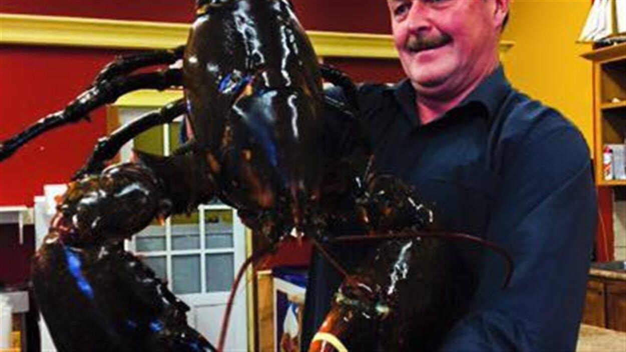 Un homard de plus de 10 kg pêché dans la baie de Fundy | ICI.Radio ...