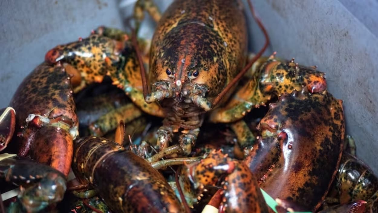 Jusqu’à 26 $ la livre pour du homard à l’Île-du-Prince-Édouard | Radio ...
